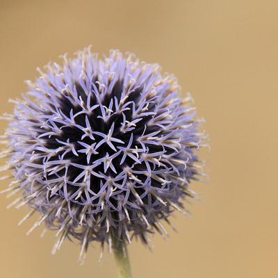 Violet thorn, Trebon - KDE Store