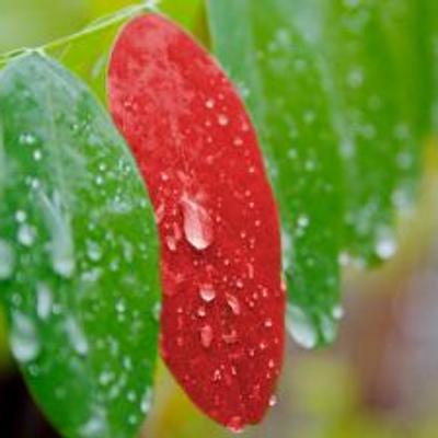 Red leaf - KDE Store