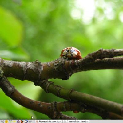 Jedi Knight (Ladybug) - KDE Store