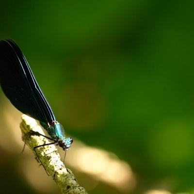 Dragonfly - KDE Store