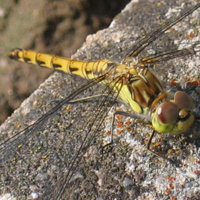 Dragonfly - KDE Store