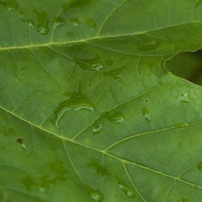 Drops on green - KDE Store