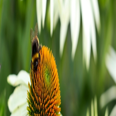 Bumble-Bee - KDE Store