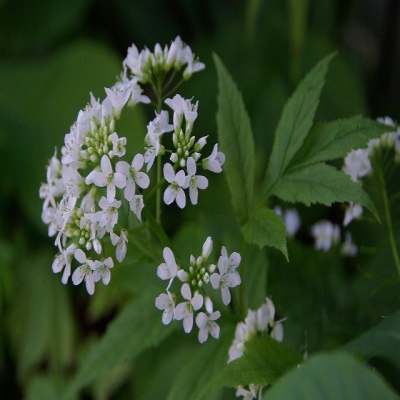 Cardamine leucantha - KDE Store
