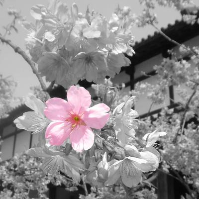 cherry blossom - KDE Store