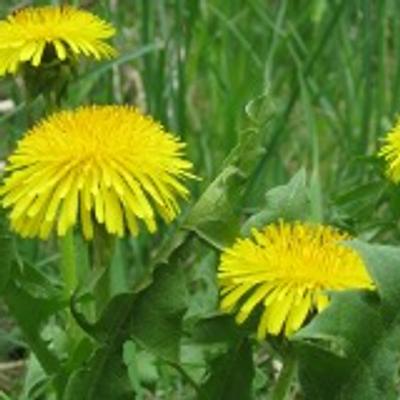 flower_dandelion - KDE Store