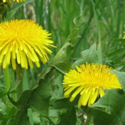 flower_dandelion - KDE Store