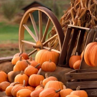 Farm - Still Life - KDE Store