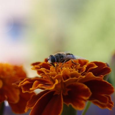 Polish bee - KDE Store