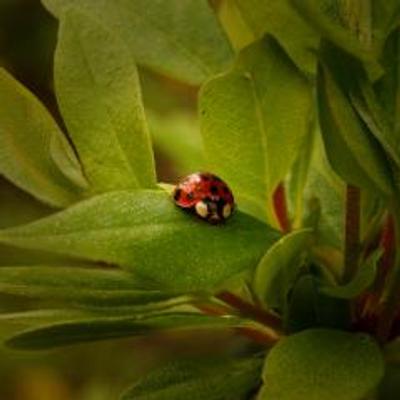 ladybug makro - KDE Store