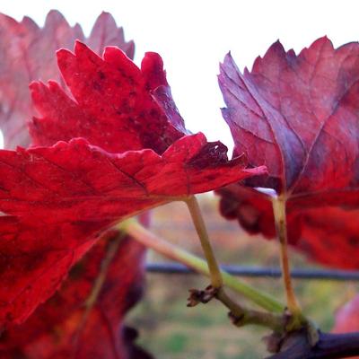 Vine Leaves - KDE Store