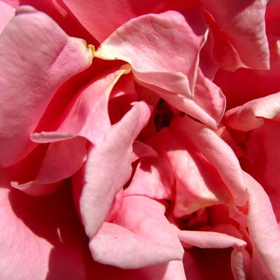 GERANIUM BLOSSOM - KDE Store