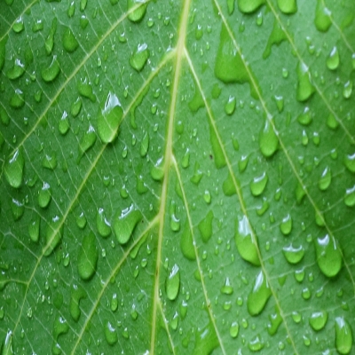 Leaf close up - KDE Store