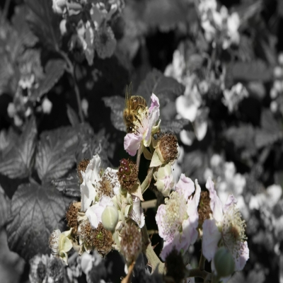 BW&C Bee - KDE Store