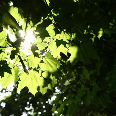 Maple leaves - KDE Store