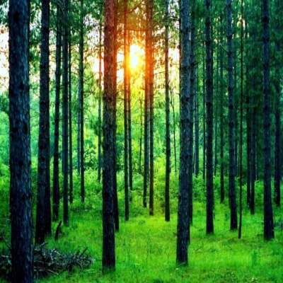 Green Forest Sun and Trees - KDE Store