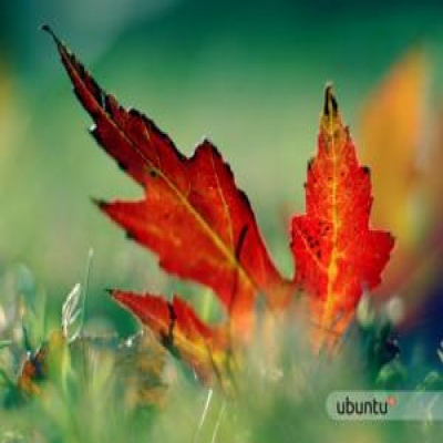 Maple Leaf (with NEW Ubuntu-Logo) - KDE Store