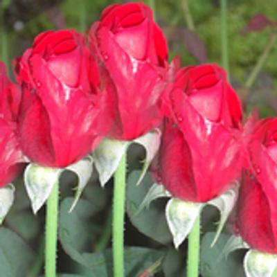 HI Red Rose - KDE Store