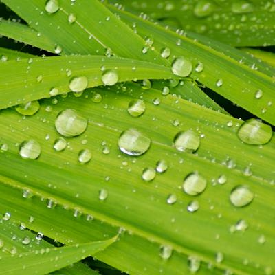 Raindrops on Leaves - KDE Store