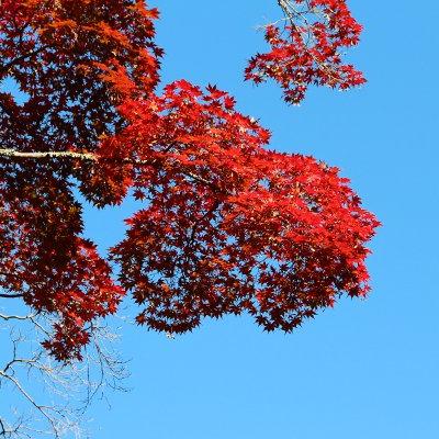 Red leaves - KDE Store