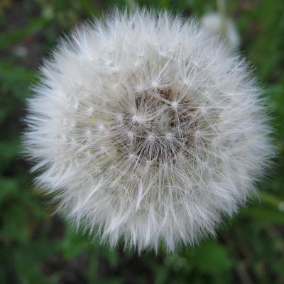 Dandelion - KDE Store