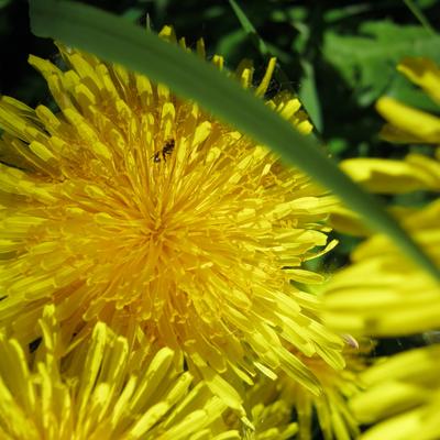 Yellow dandelions - KDE Store