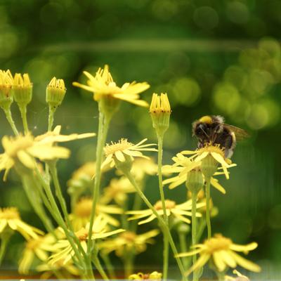 Bumblebee - KDE Store