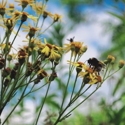 Bumblebee - KDE Store