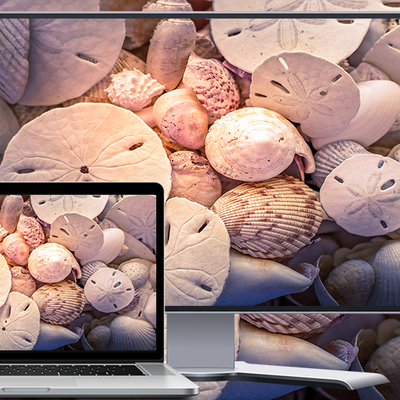 Shells And Sand Dollars 4K Wallpaper - KDE Store