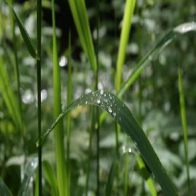 Raindrops - KDE Store