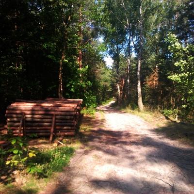 Forest road - KDE Store