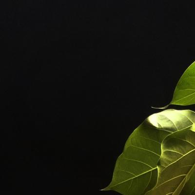 Concept of Pho leaf number 2 - KDE Store