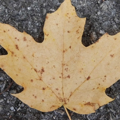 Canadian Maple Leaf - KDE Store