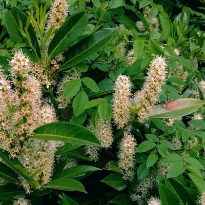Dwarf English Laurel - KDE Store
