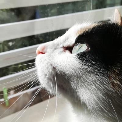 HQ Cat Wallpaper - KDE Store