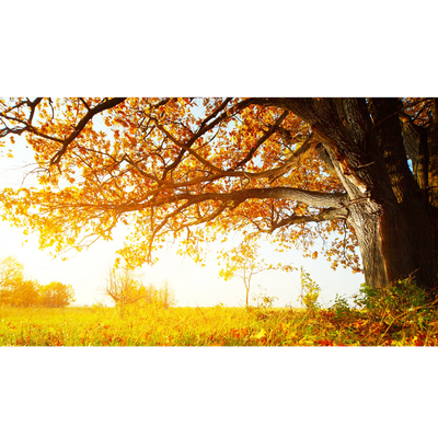 Seasonal leaf fall - hd - KDE Store