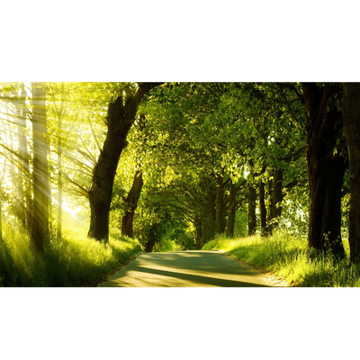 Sunshine forest pathway - hd - KDE Store