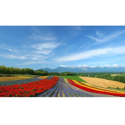 Colorful flower farm - 4k - KDE Store