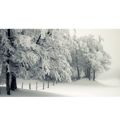 White flake tree - hd - KDE Store
