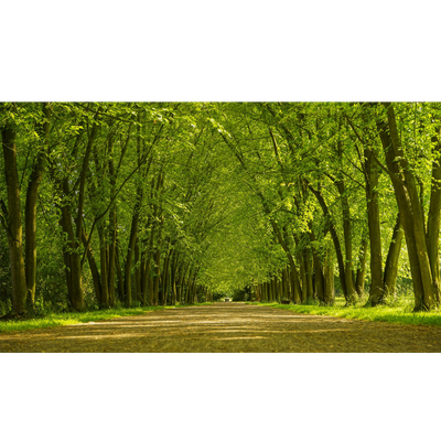 Light green path - 4k - KDE Store