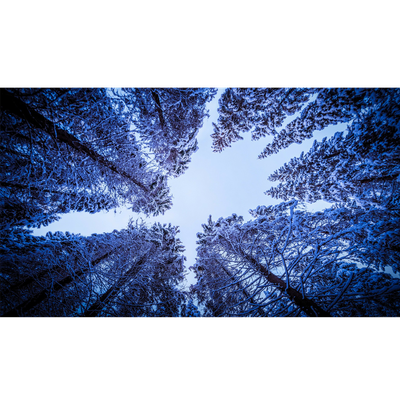 Winter frozen trees - 4k - KDE Store