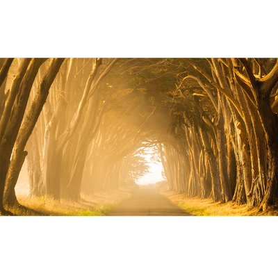 Bright forest path - 4k - KDE Store