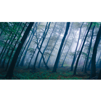 Slanted forest - 4k - KDE Store