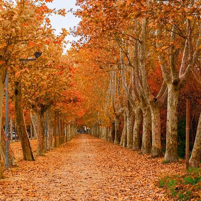 Autumn path - 4k - KDE Store
