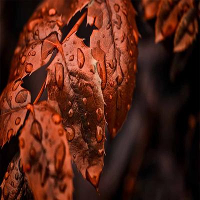 LEAVES DROPS MACRO BRANCH - KDE Store