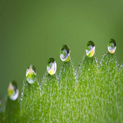 WATER DROPS ON LEAF EDGE - KDE Store