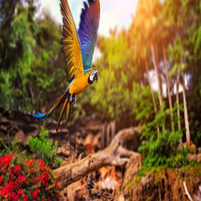 MACO BIRD - KDE Store