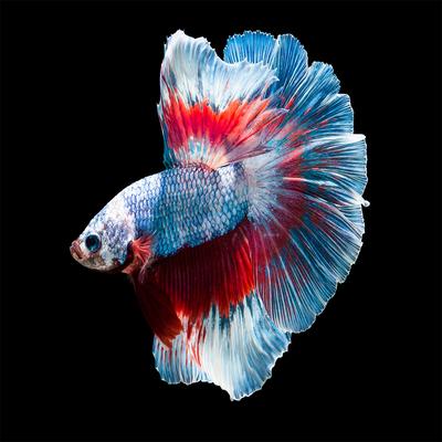 FISH RED WHITE - KDE Store