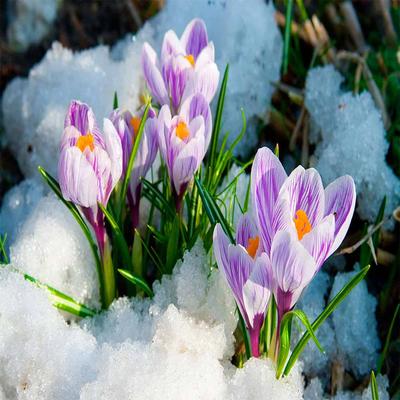 SPRING IS COMING SNOW IS FADING - KDE Store