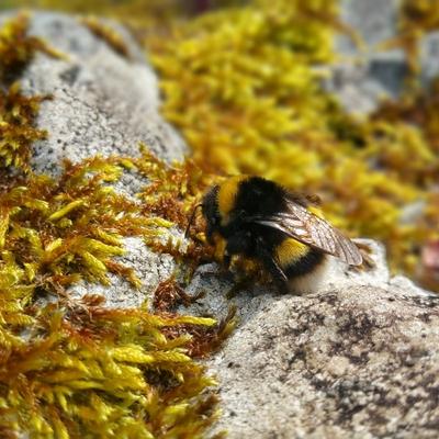 Killer Bee - KDE Store